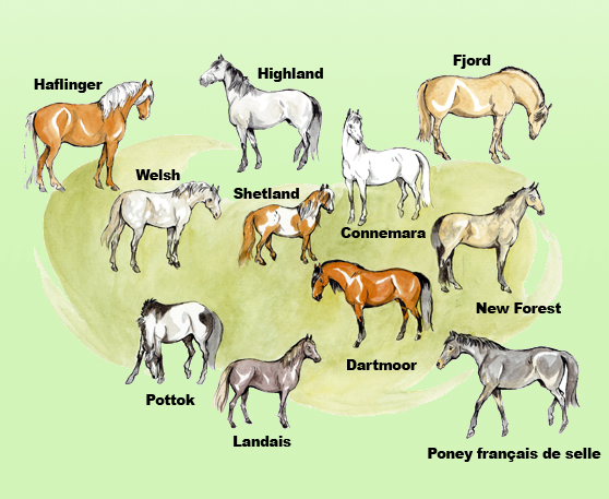 Lespetitsblogueursdefeyzin | les poneys